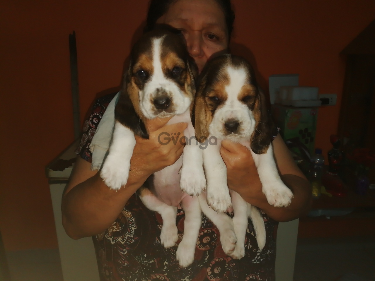 Cachorros baset hound en Piura, Perú, Precio: 700 $ (USD) | Perros y ...